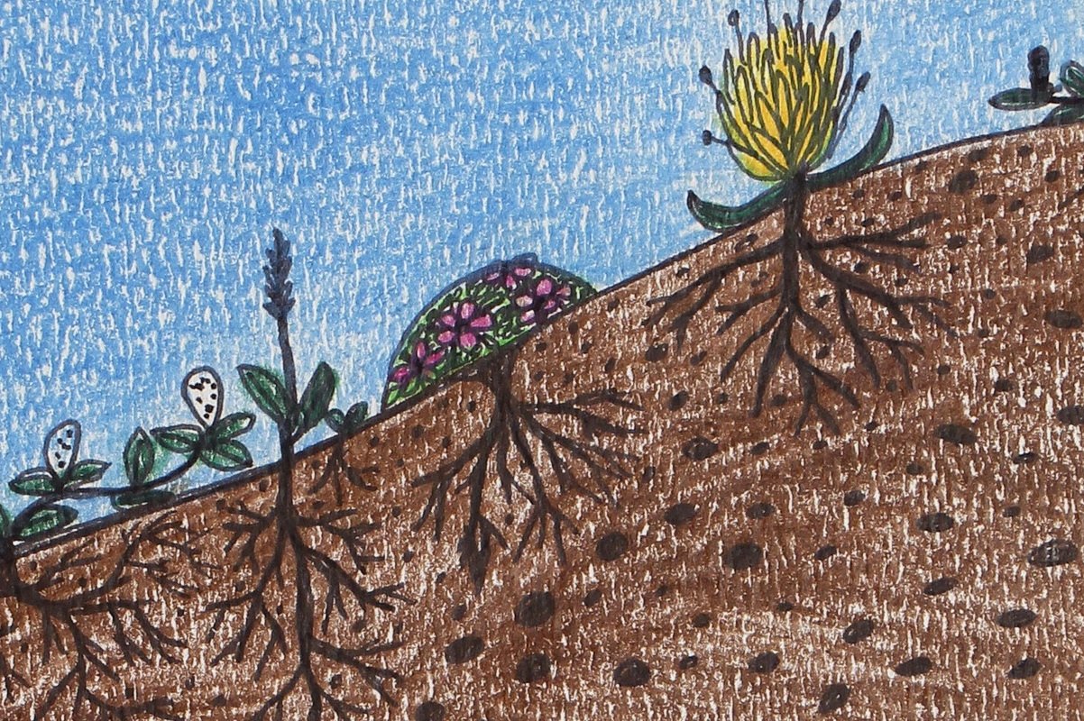 A look back, a look forward: Inuit Drawings